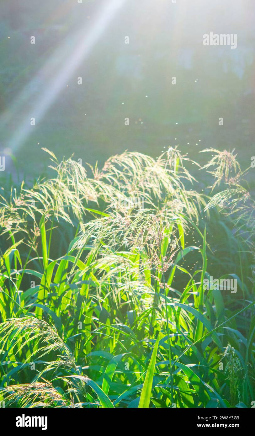 Field grass fluffy flowering panicles hi-res stock photography and ...