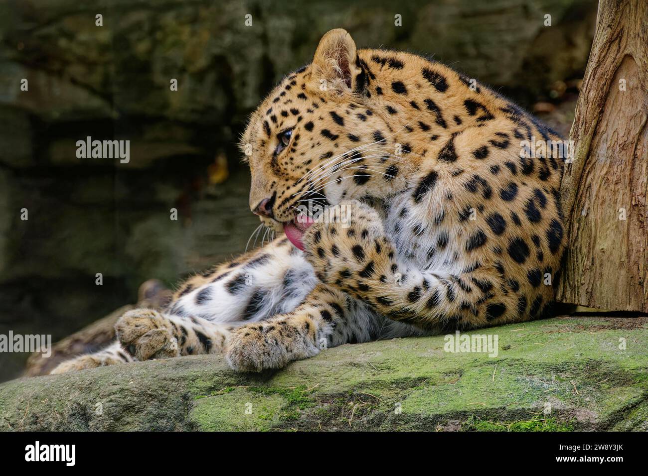 Amur leopard russia hi-res stock photography and images - Alamy