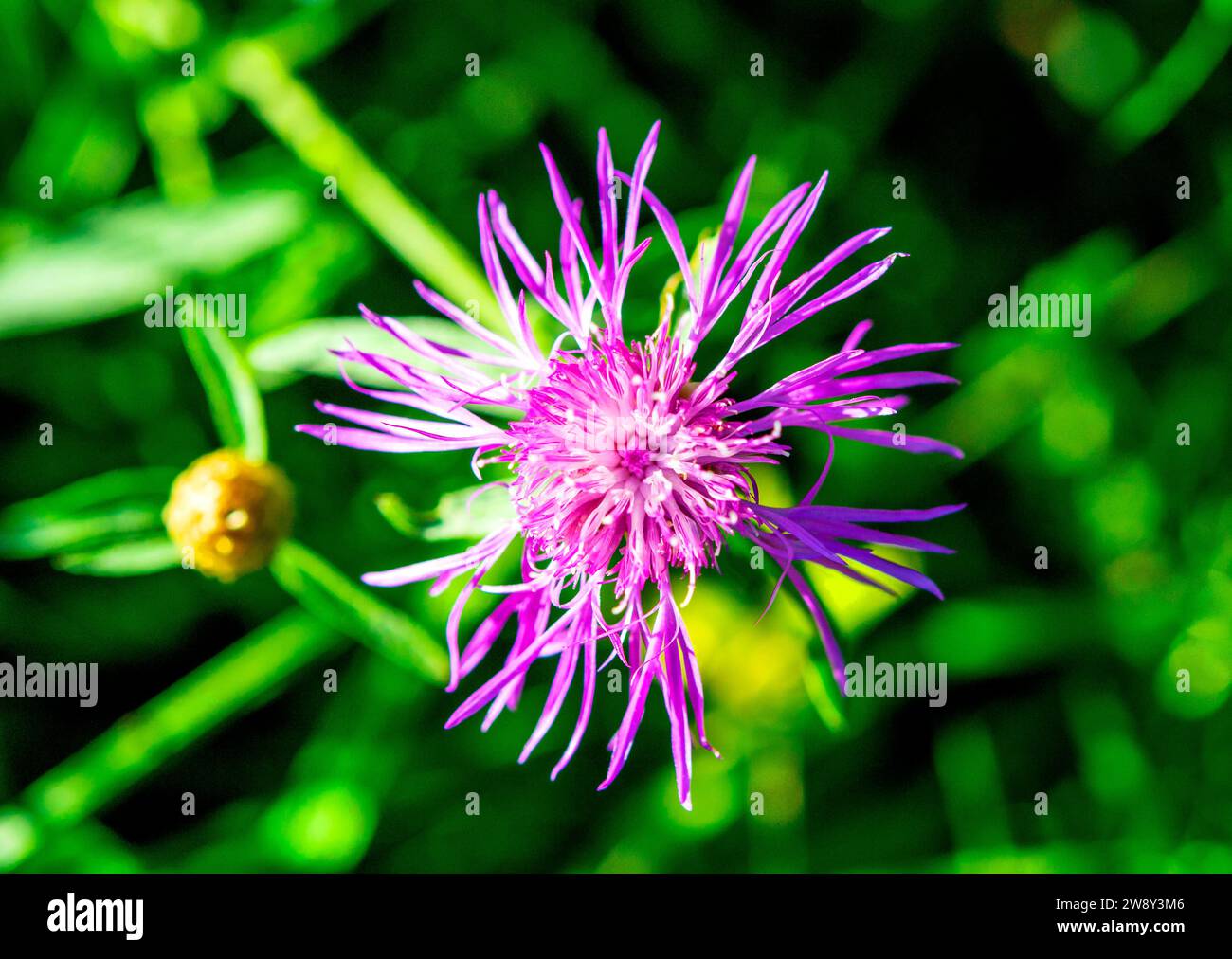 Beautiful blooming purple violet flower with thin petals and stamen on ...