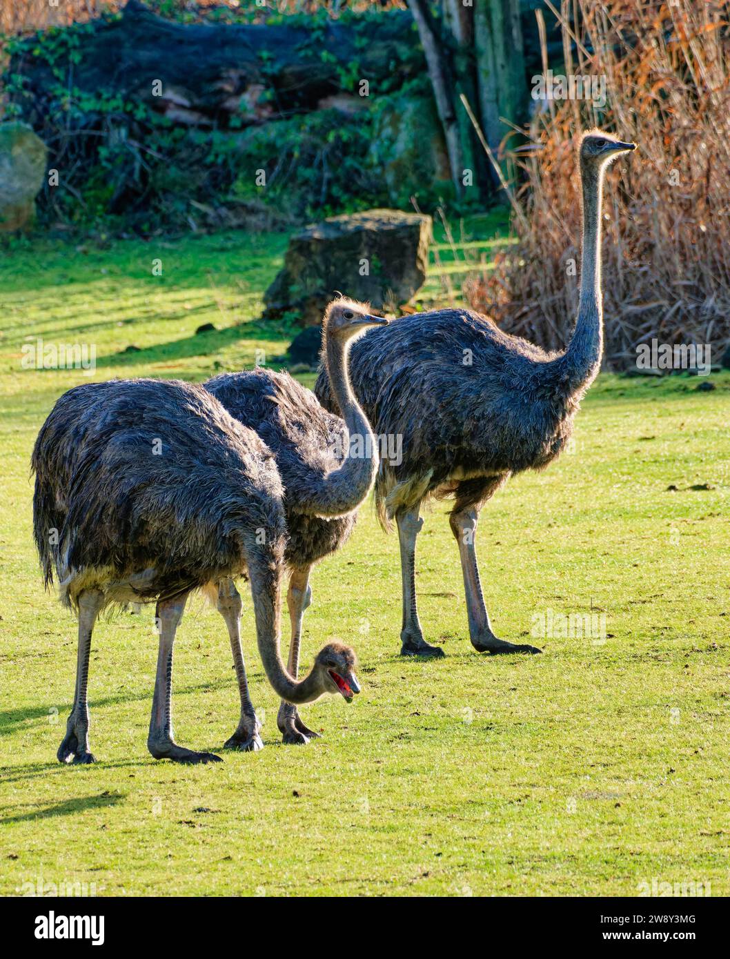 Common ostrich (Struthio camelus), captive, distribution Africa Stock ...