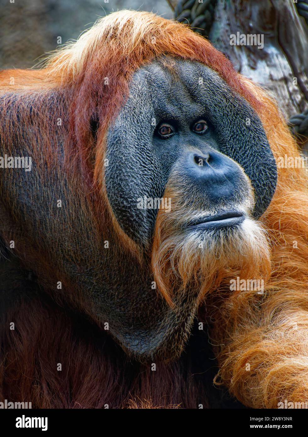 Adult male orangutan face hi-res stock photography and images - Alamy