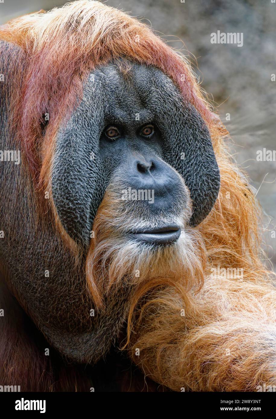 Animal portrait, Bornean orangutan (pongo pygmaeus), animal portrait of ...