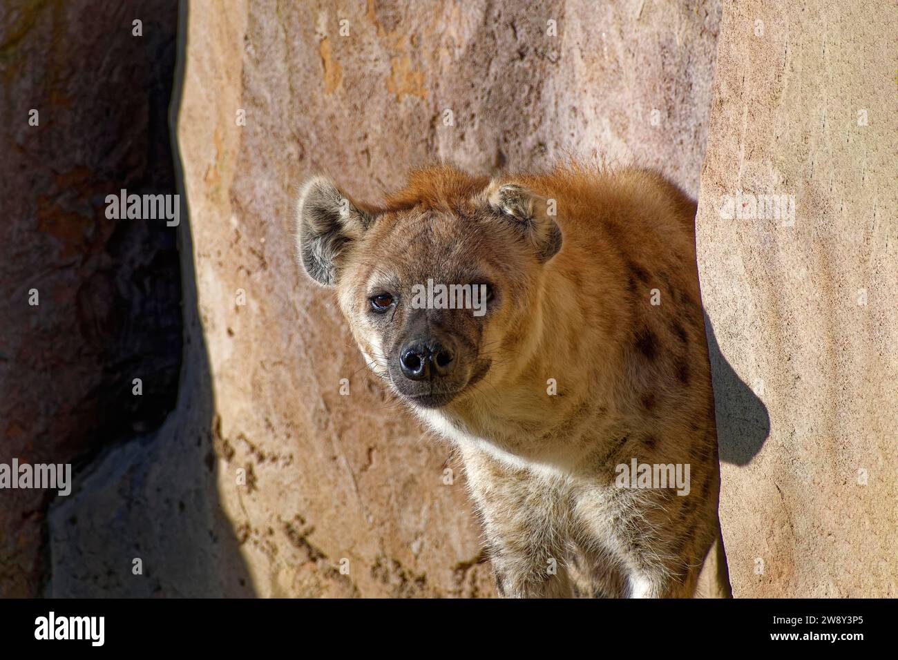 Animal portrait, spotted hyena (Crocuta crocuta) looking out from ...