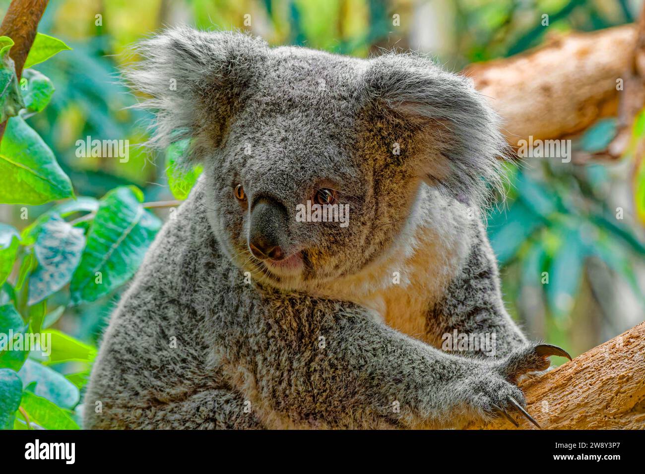 Animal portrait, koala (Phascolarctos cinereus), marsupial mammal ...