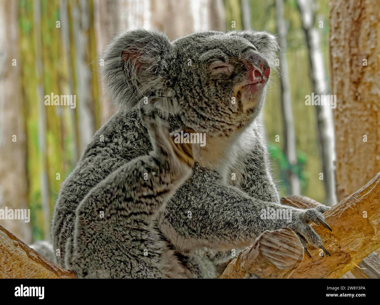 Animal portrait, koala (Phascolarctos cinereus) scratching itself ...