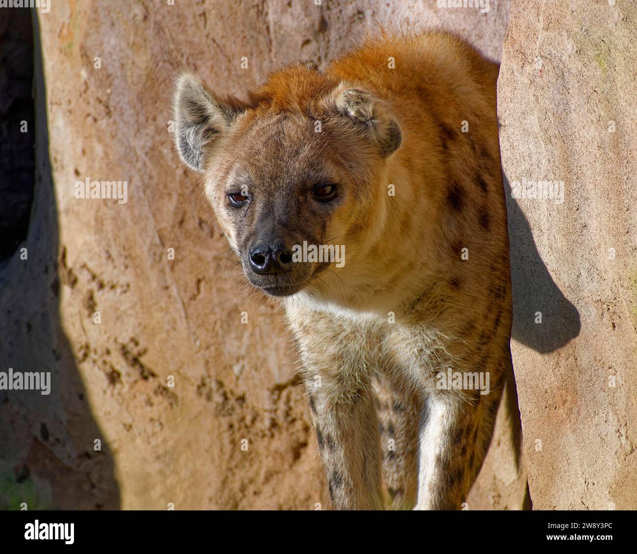 Animal portrait, spotted hyena (Crocuta crocuta) looking out from ...