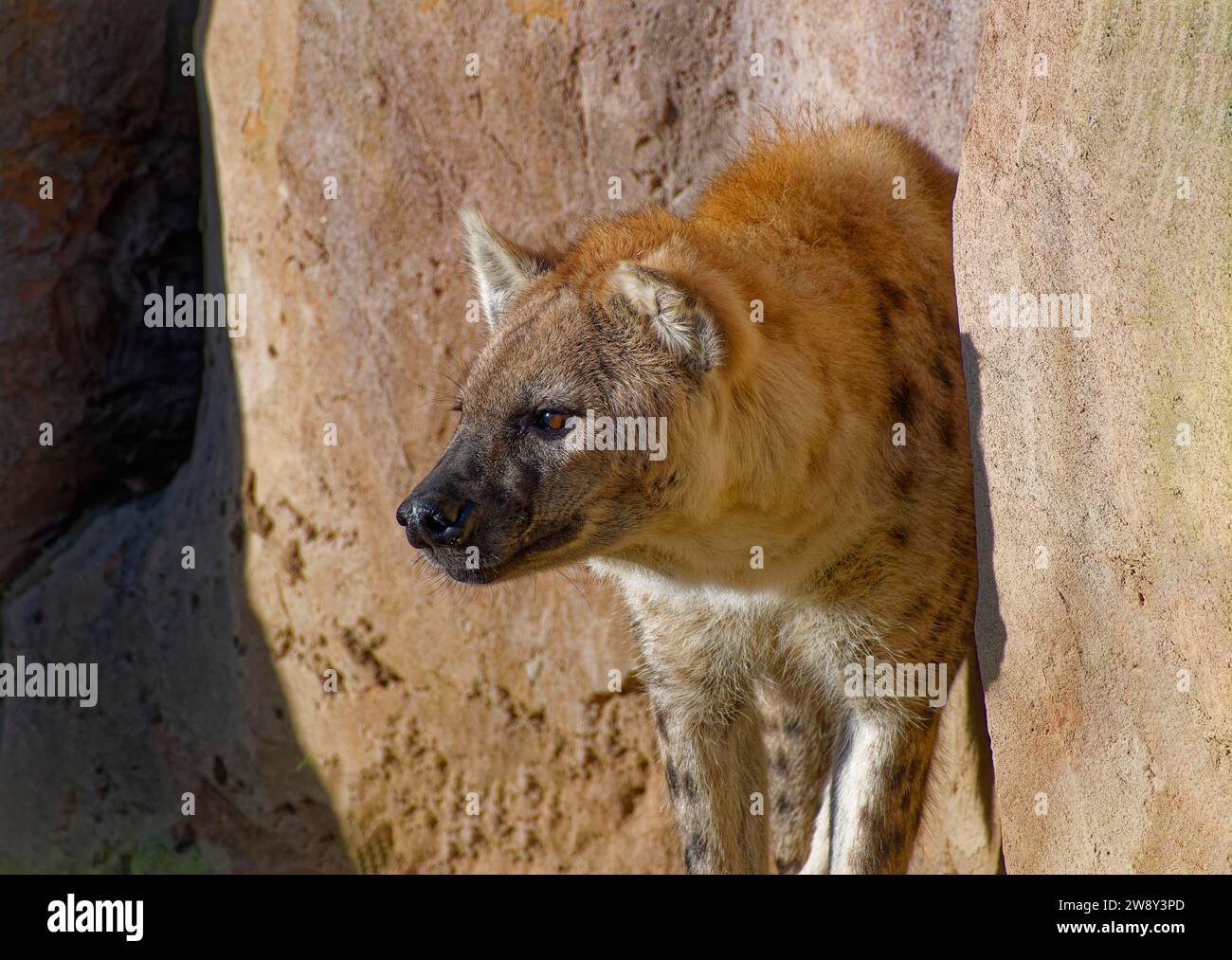 Animal portrait, spotted hyena (Crocuta crocuta) looking out from ...