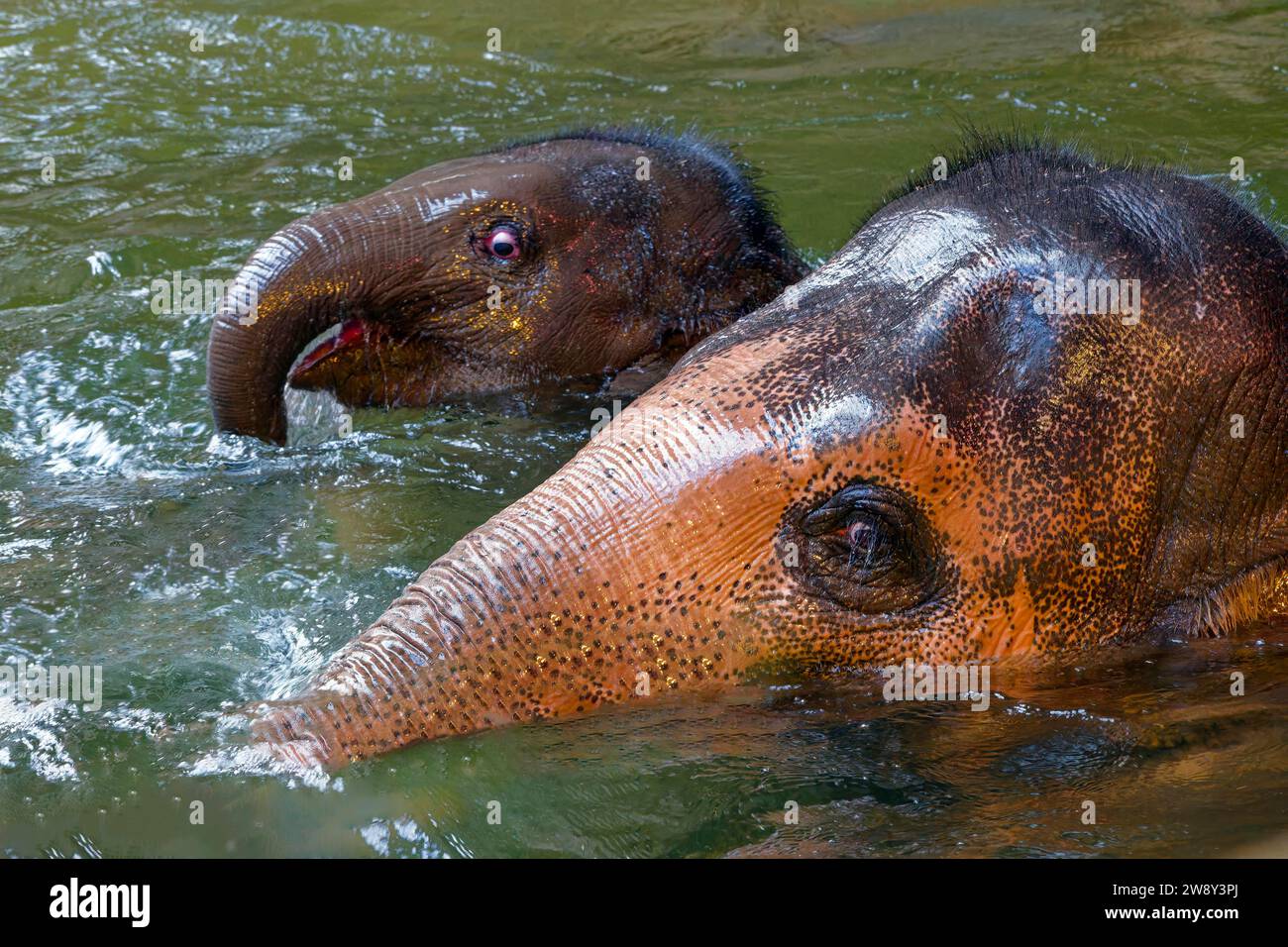Asian elephant (Elephas maximus), young animal and elephant cow bathing ...