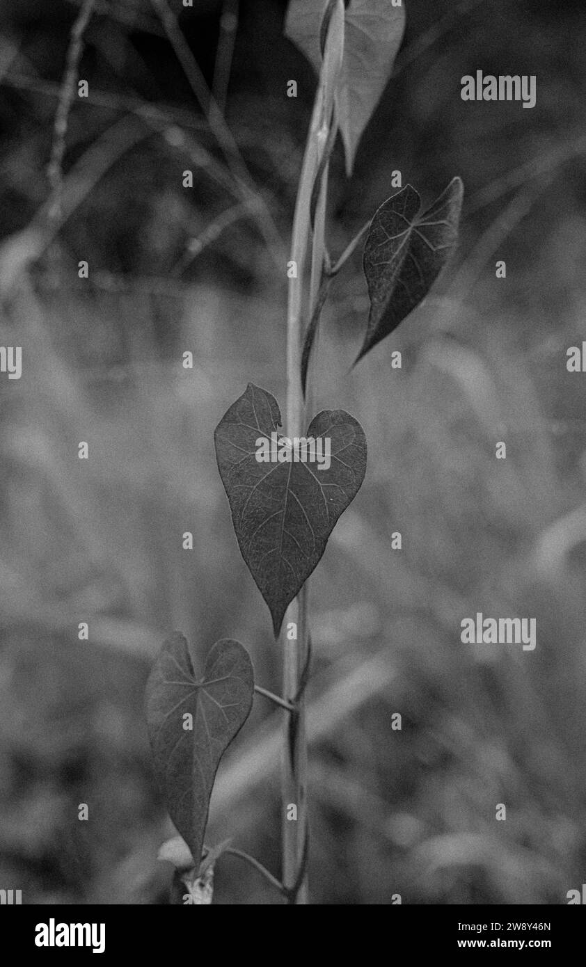Heart and leaf Black and White Stock Photos & Images - Alamy