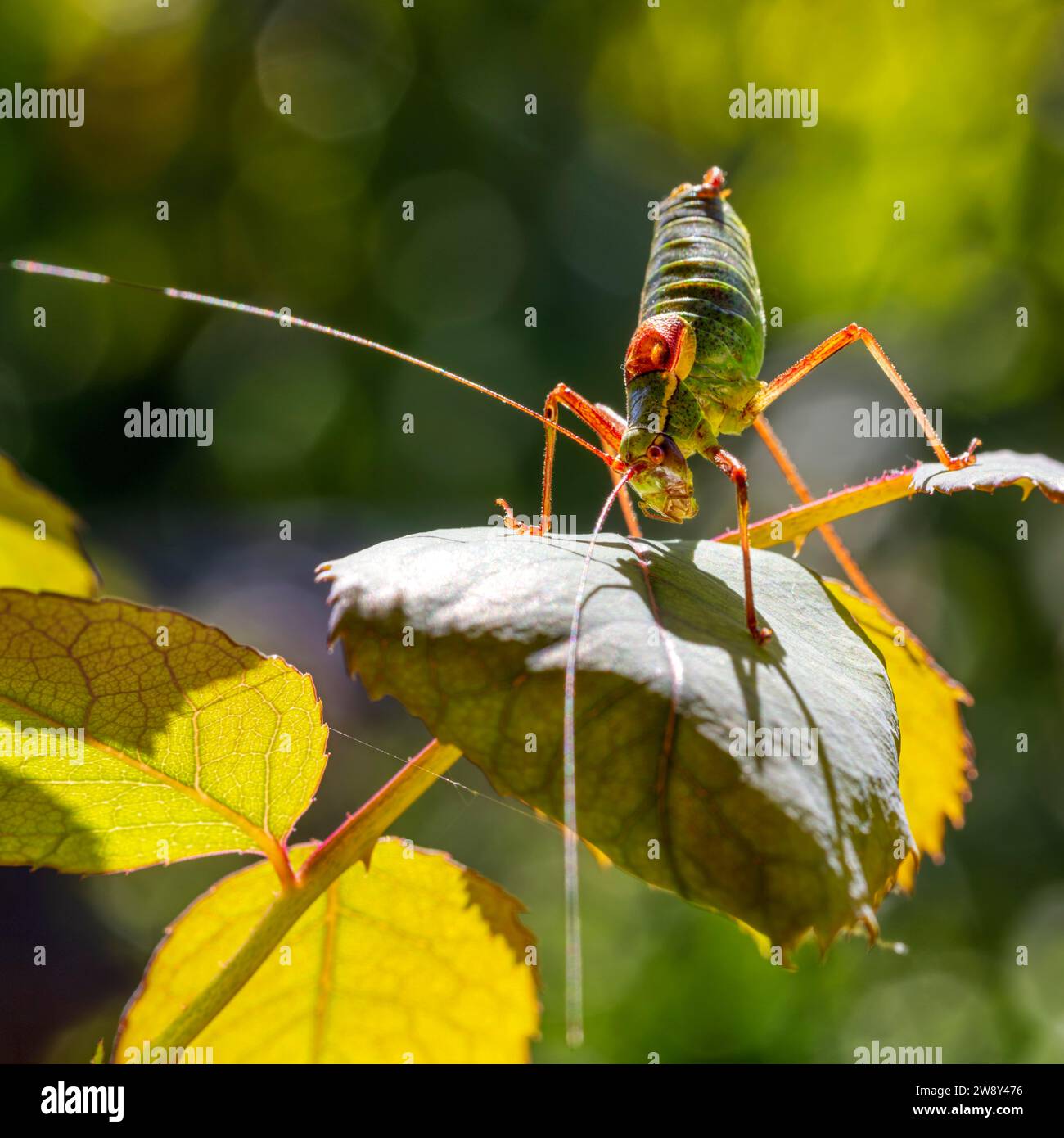 Flying grasshopper hi-res stock photography and images - Alamy