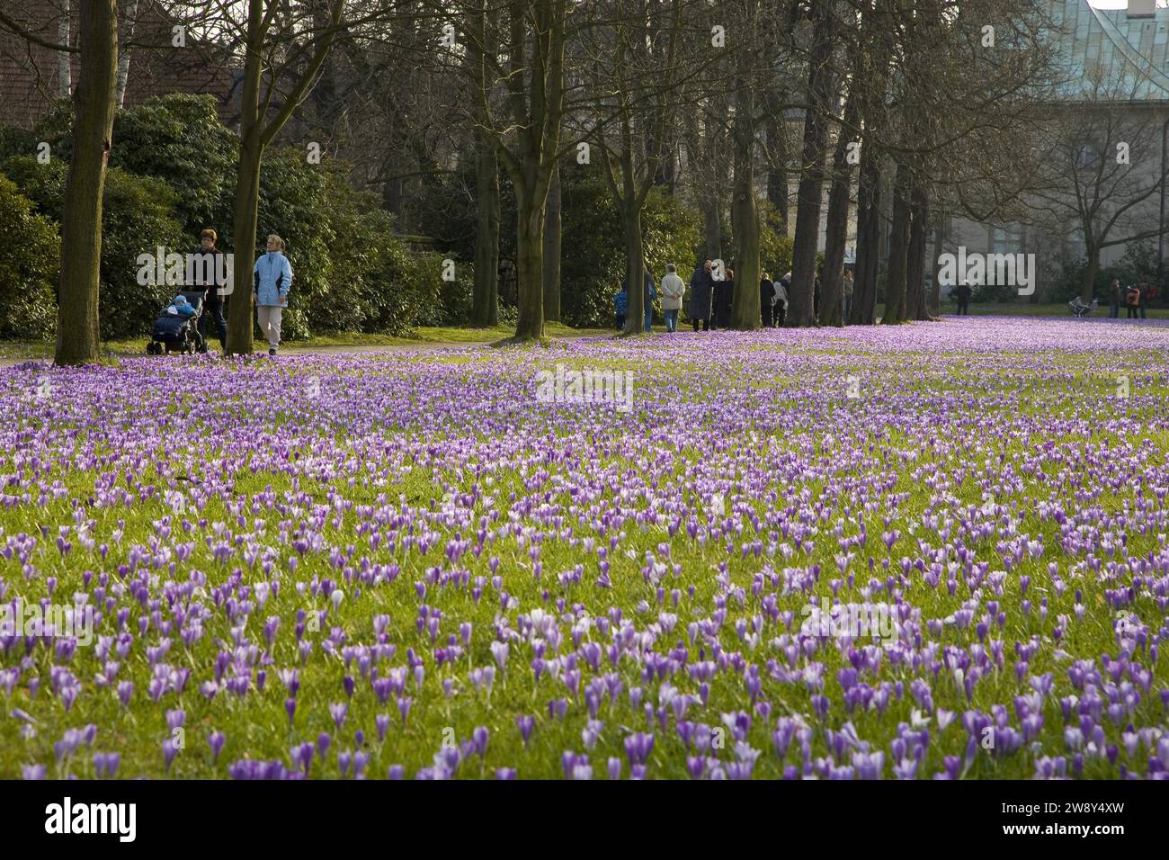Pillnitz crocus meadows, thousands of crocuses herald spring in the ...