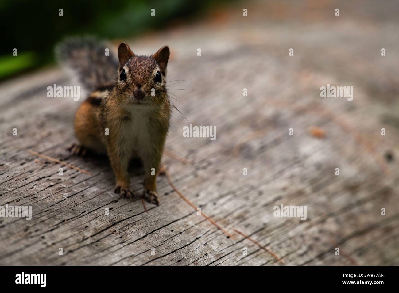 An eastern chipmunk foraging for food, Tamias striatus Stock Photo - Alamy