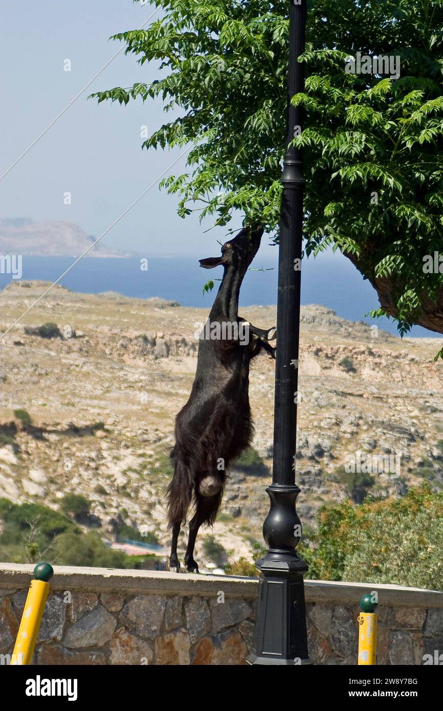 Rhodes Island, Lindos, Lindos is a town on the Greek island of Rhodes ...