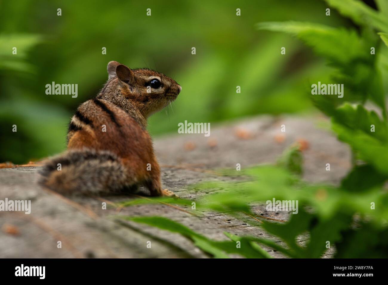 An eastern chipmunk foraging for food, Tamias striatus Stock Photo - Alamy