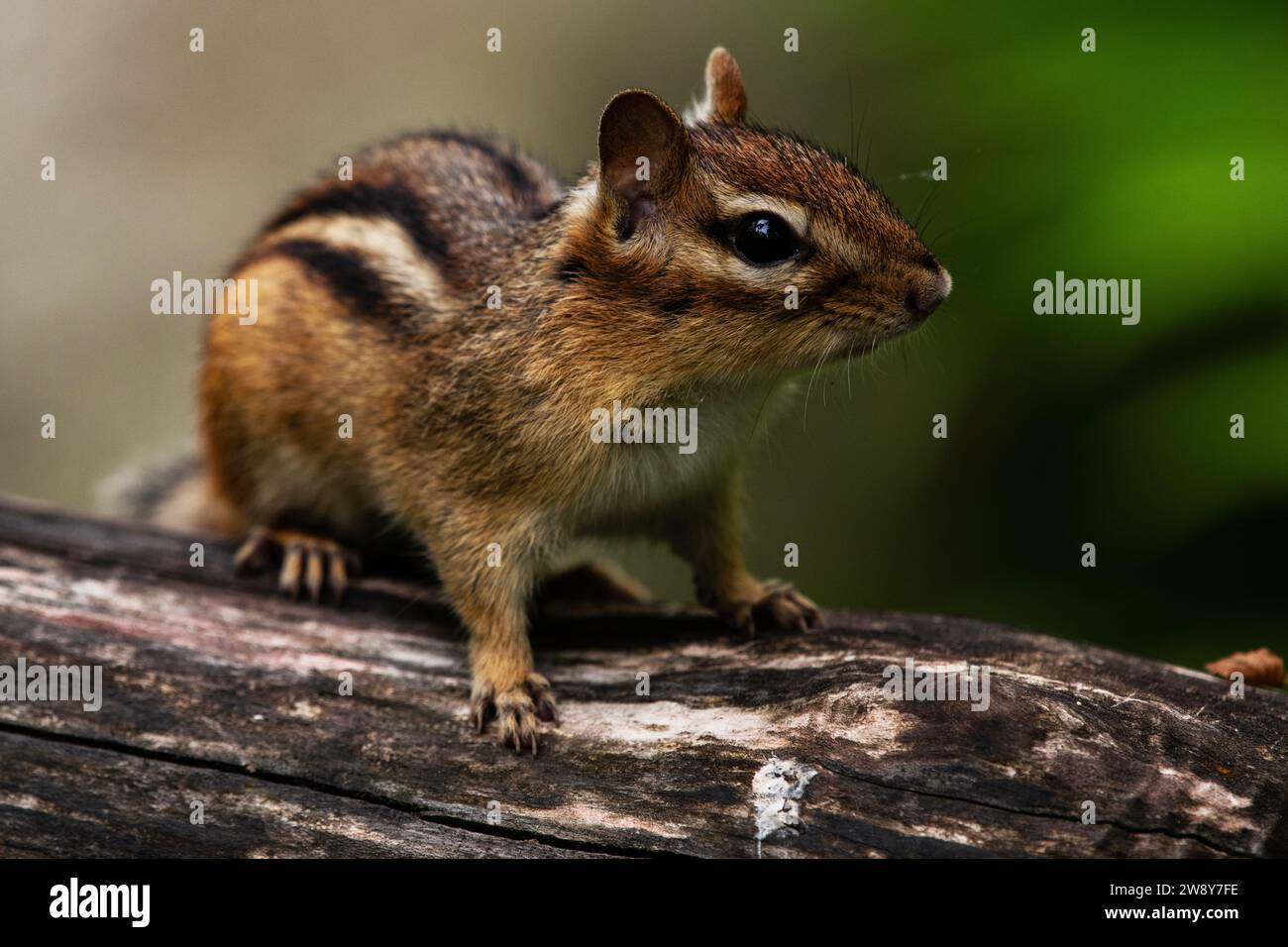 Chipmunk foraging hi-res stock photography and images - Alamy
