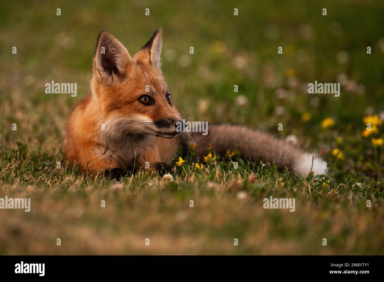 Fox lying down hi-res stock photography and images - Alamy