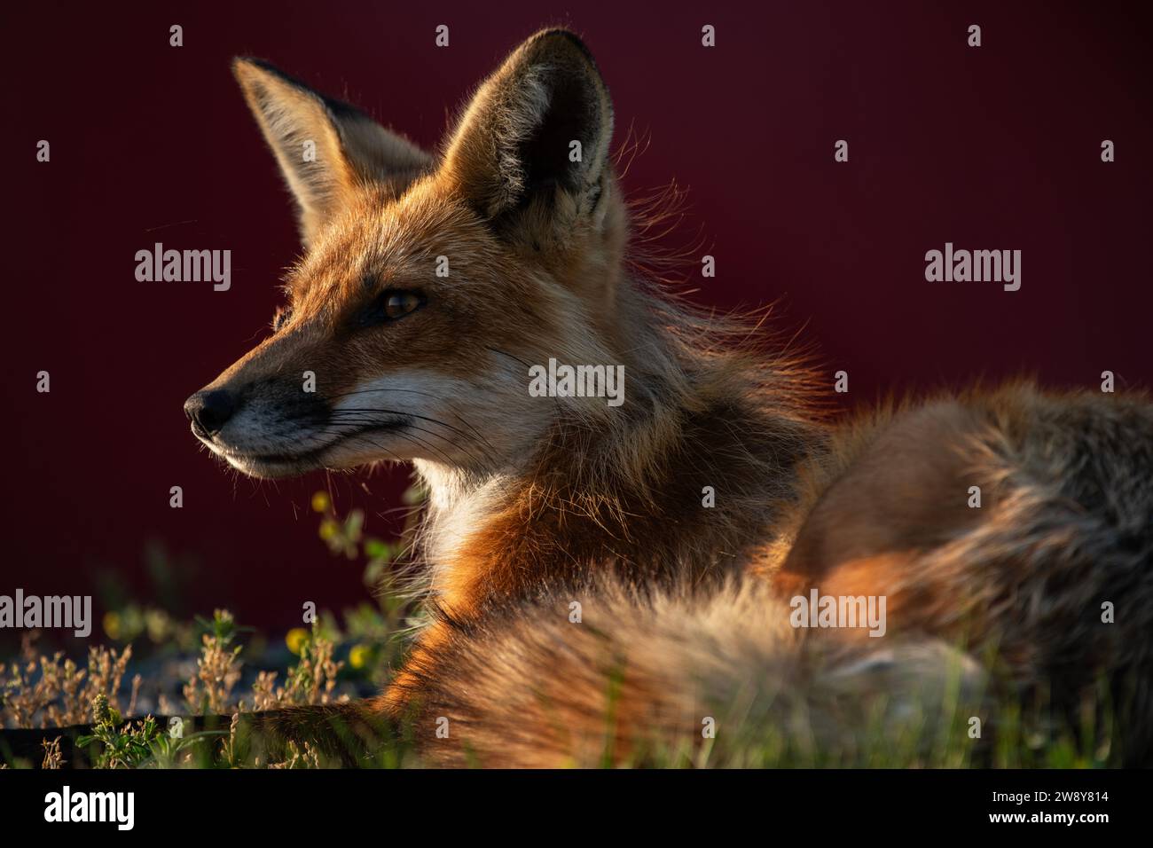 A female red fox, Vulpes vulpes. The red background is a garbage bin ...