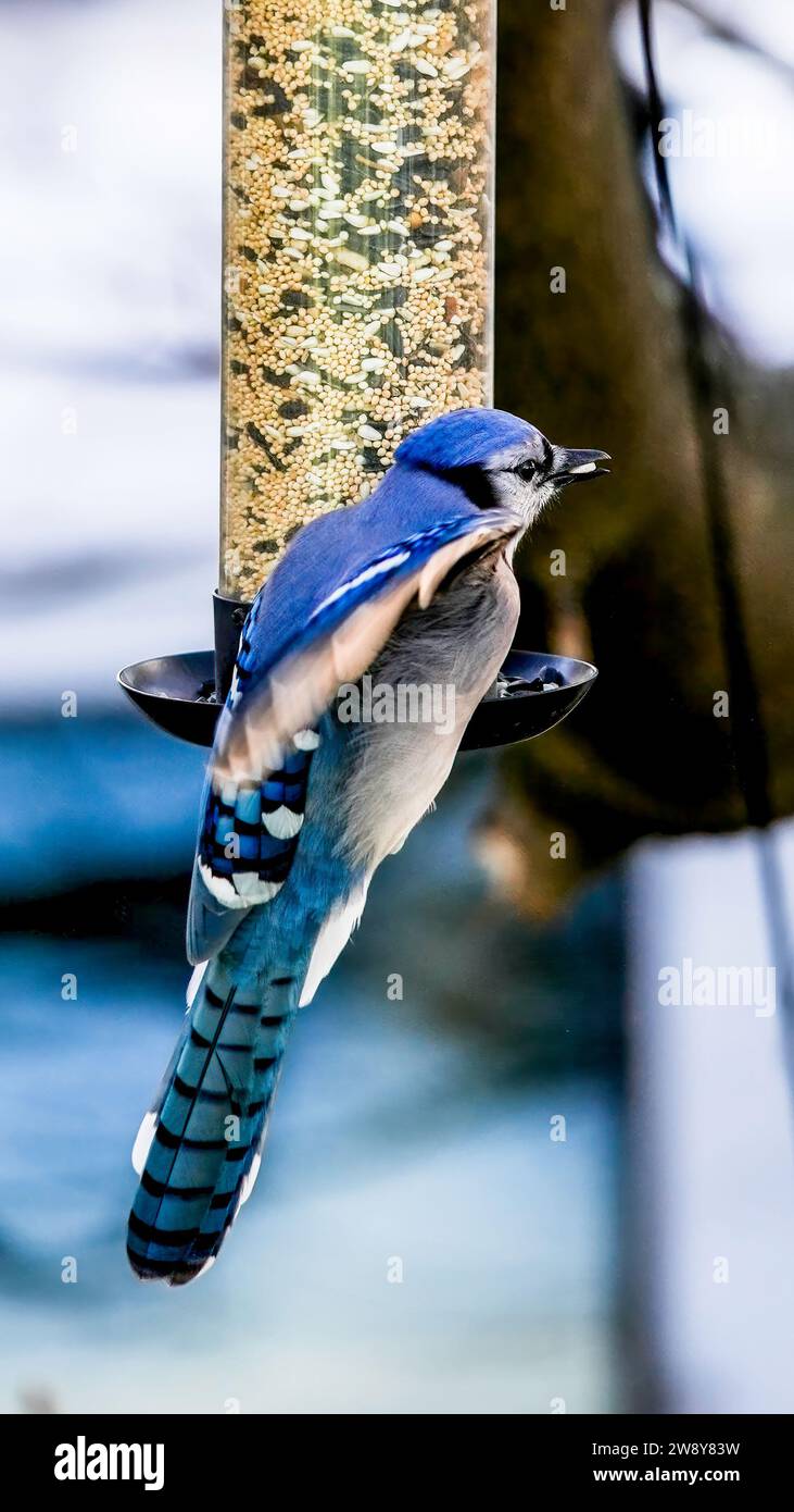 Blue Jay sitting on bird feeder with seeds Stock Photo - Alamy