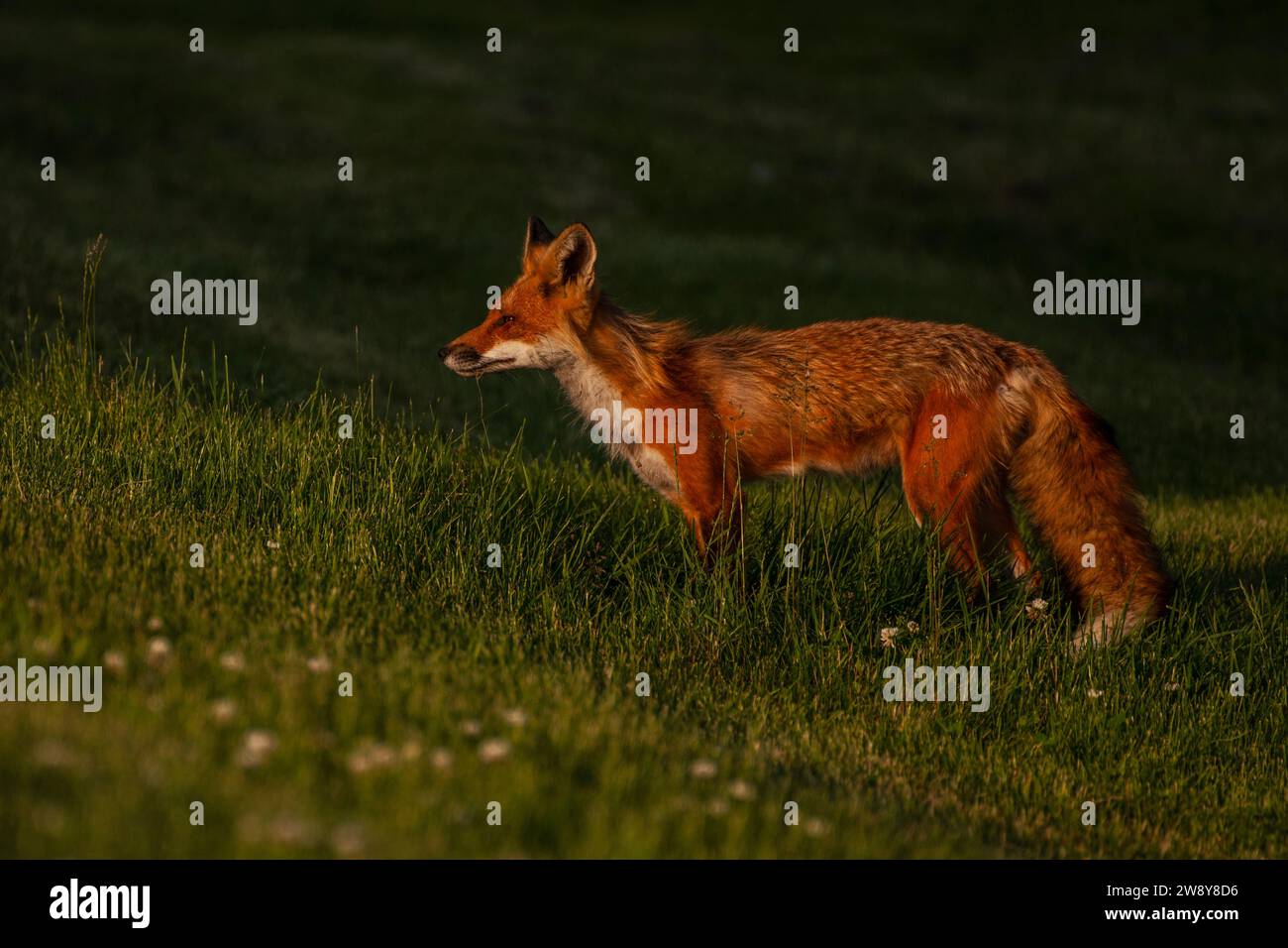 A female red fox in a field, Vulpes vulpes. She is shedding her winter ...