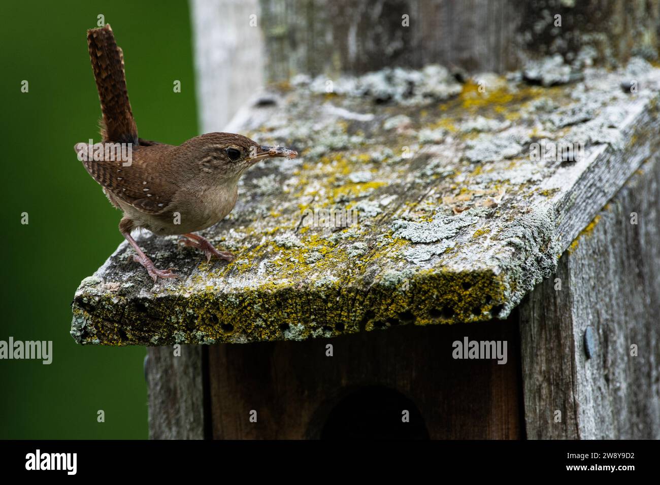 A house wren foraging for nesting materials, returning to the nest ...