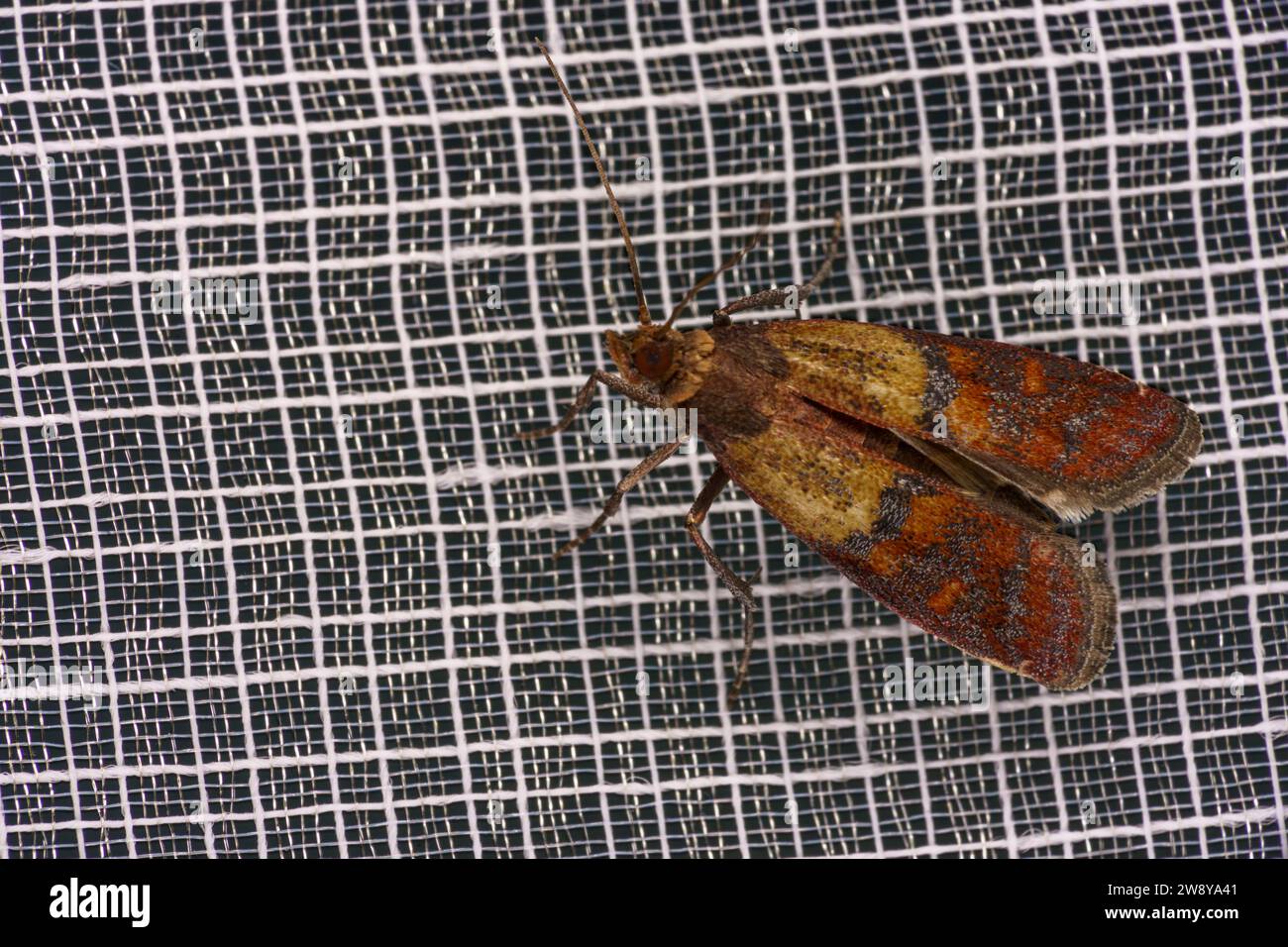 Plodia interpunctella Family Pyralidae Tribe Phycitini Indian meal moth ...