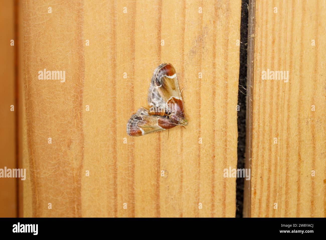 Pyralis farinalis Family Pyralidae Genus Pyralis Meal moth wild nature ...