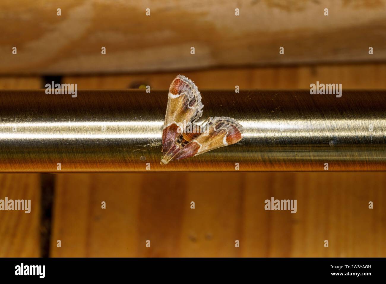 Pyralis farinalis Family Pyralidae Genus Pyralis Meal moth wild nature ...