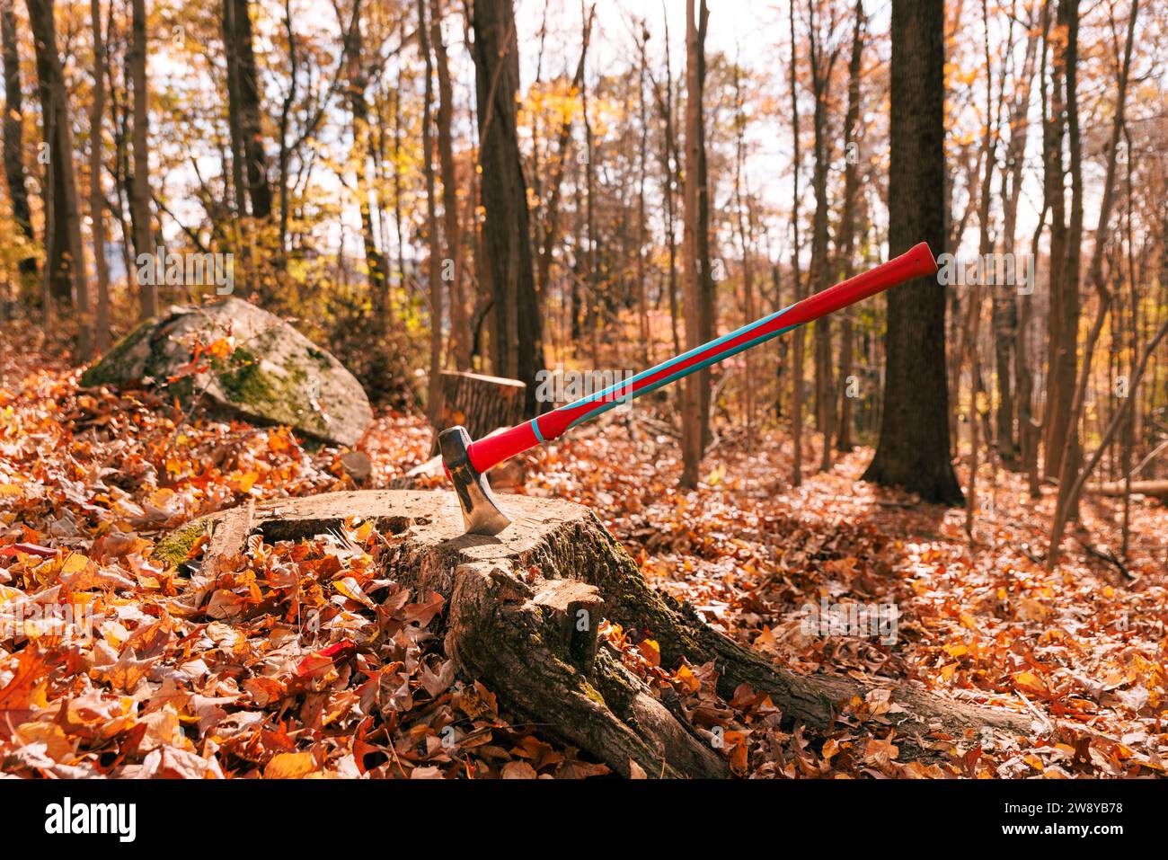 An axe stuck in tree stump in the Fall with chopped woodland and wood ...