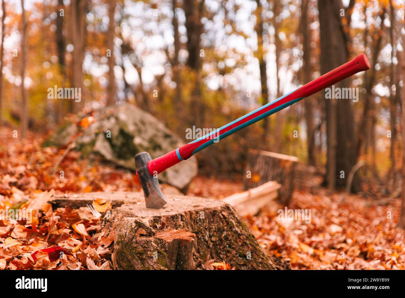 An axe stuck in tree stump in the Fall with chopped woodland and wood ...
