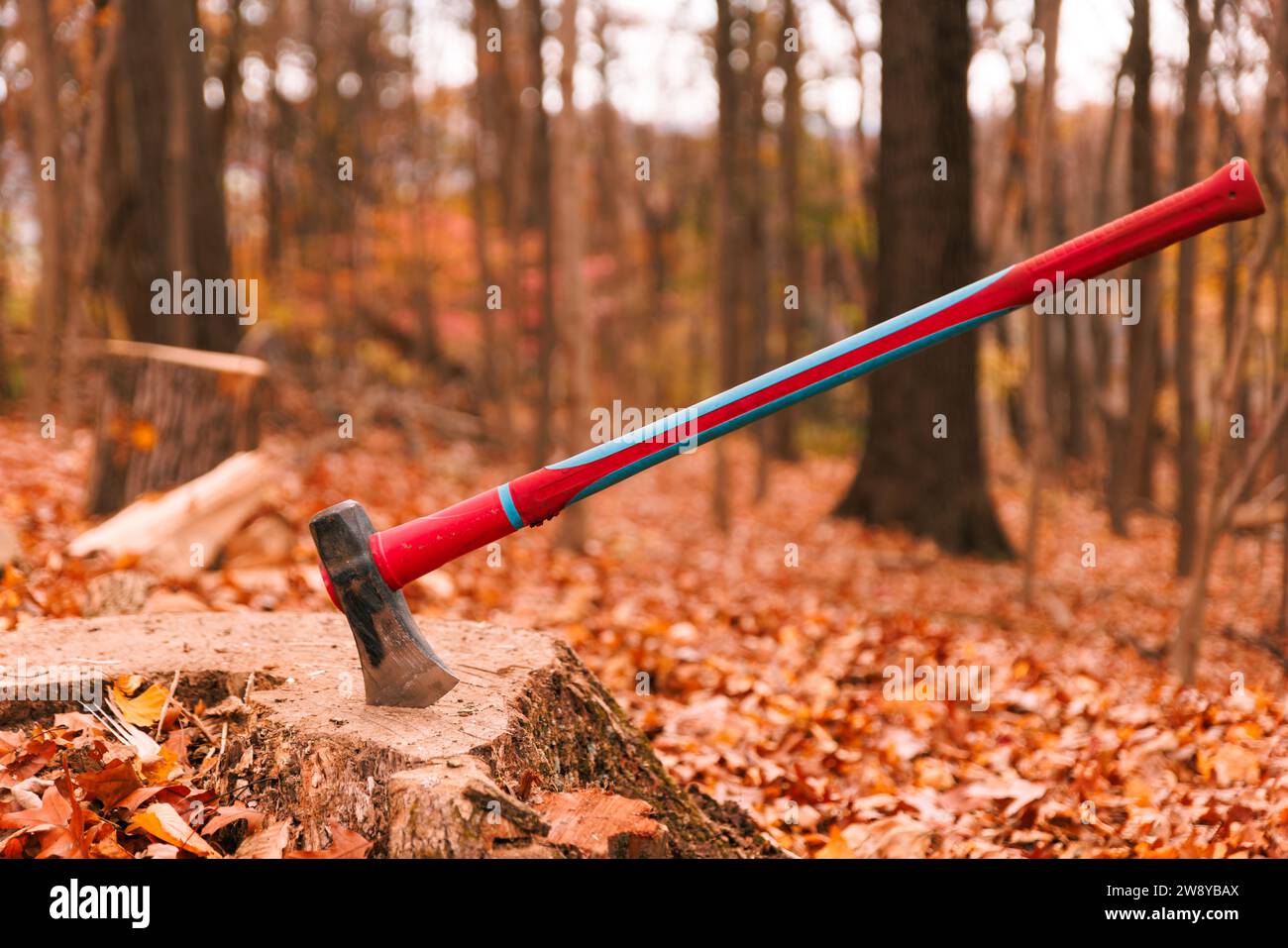 An axe stuck in tree stump in the Fall with chopped woodland and wood behind Stock Photo - Alamy