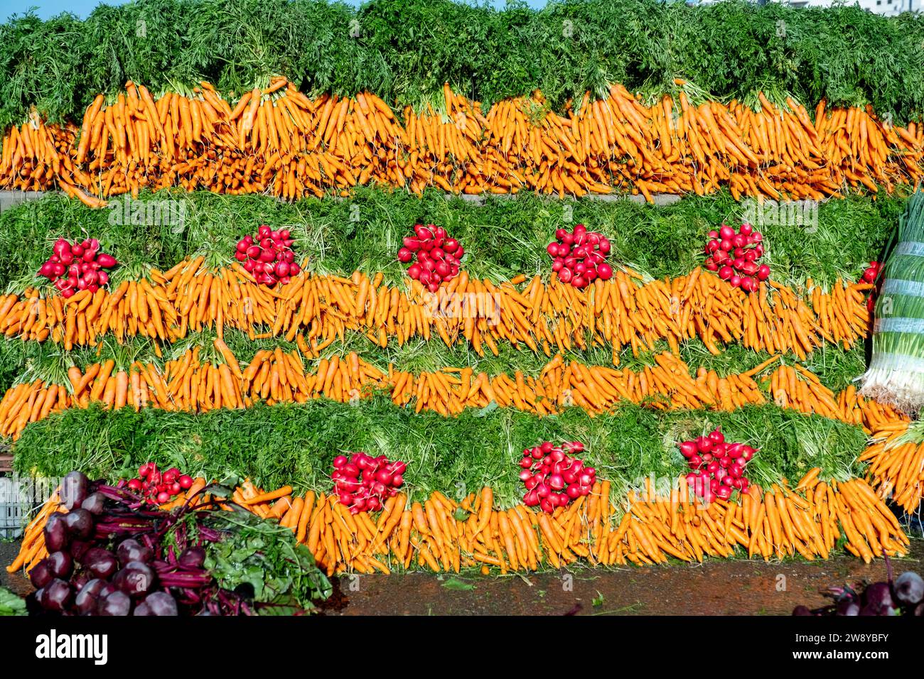 A diverse selection of freshly harvested root vegetables meticulously ...