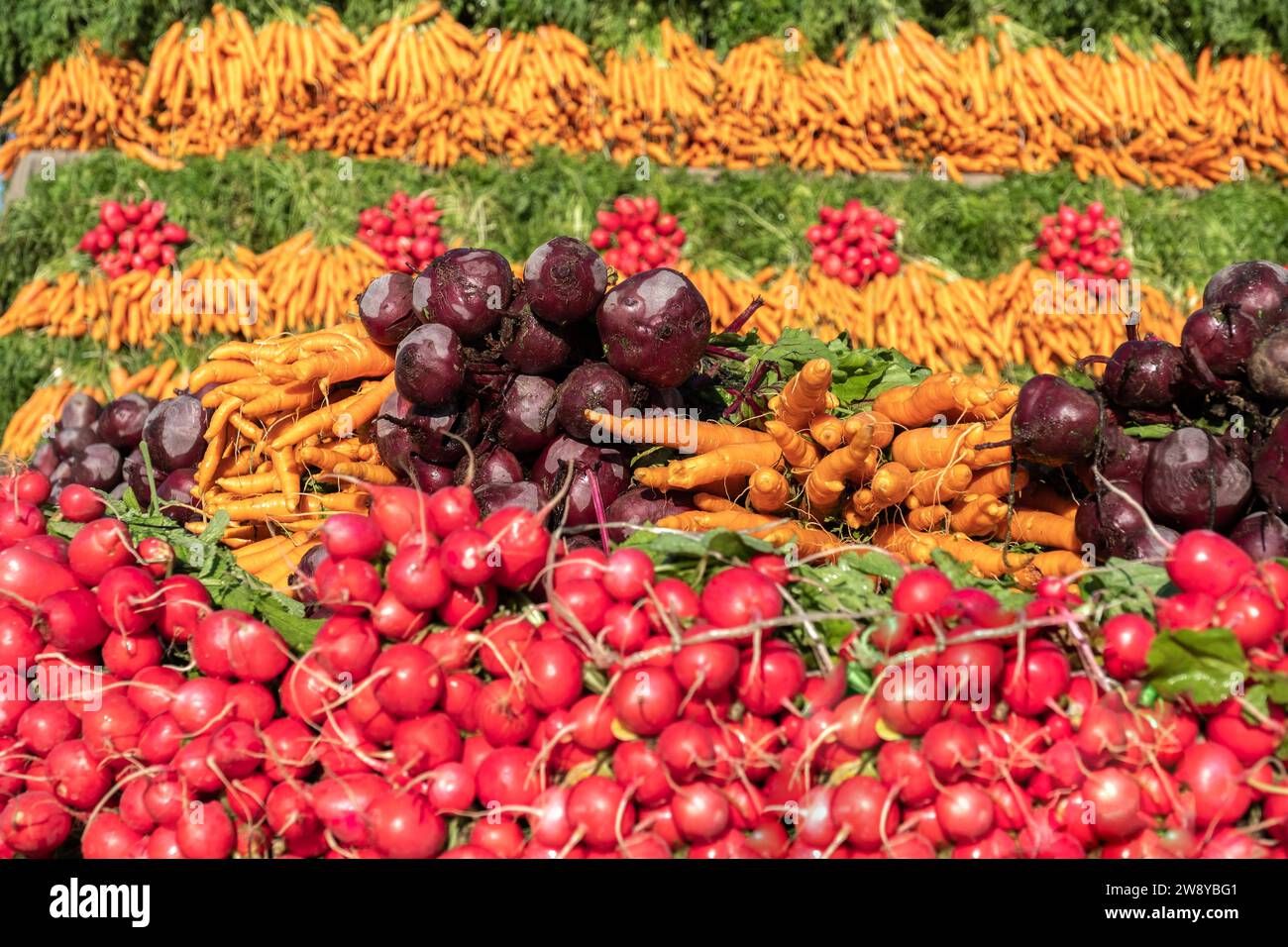 A diverse selection of freshly harvested root vegetables meticulously ...