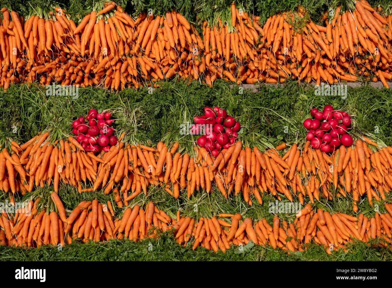 A diverse selection of freshly harvested root vegetables meticulously ...