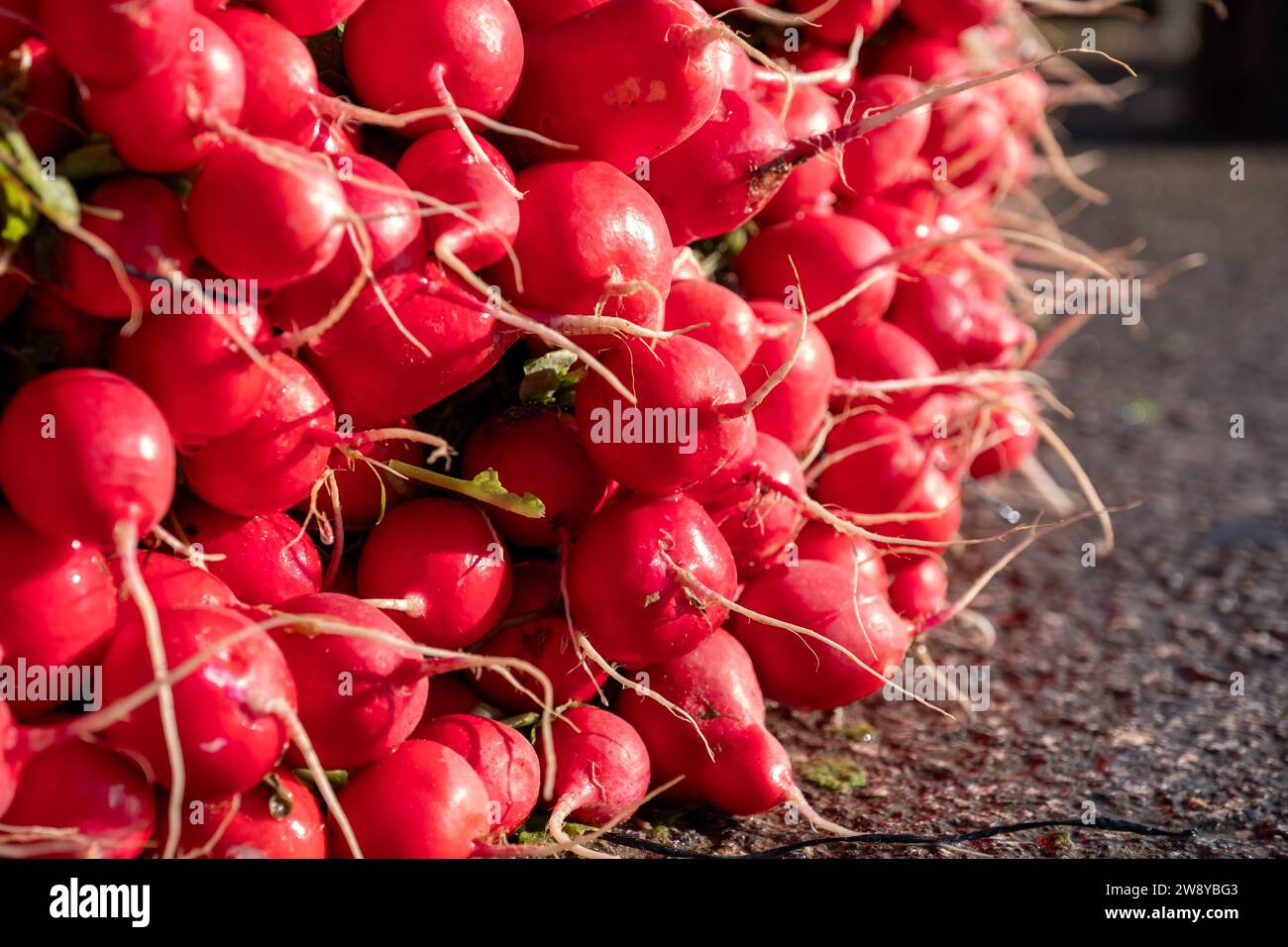 Farmers hands with freshly harvested vegetables. Horse radish. Summer ...