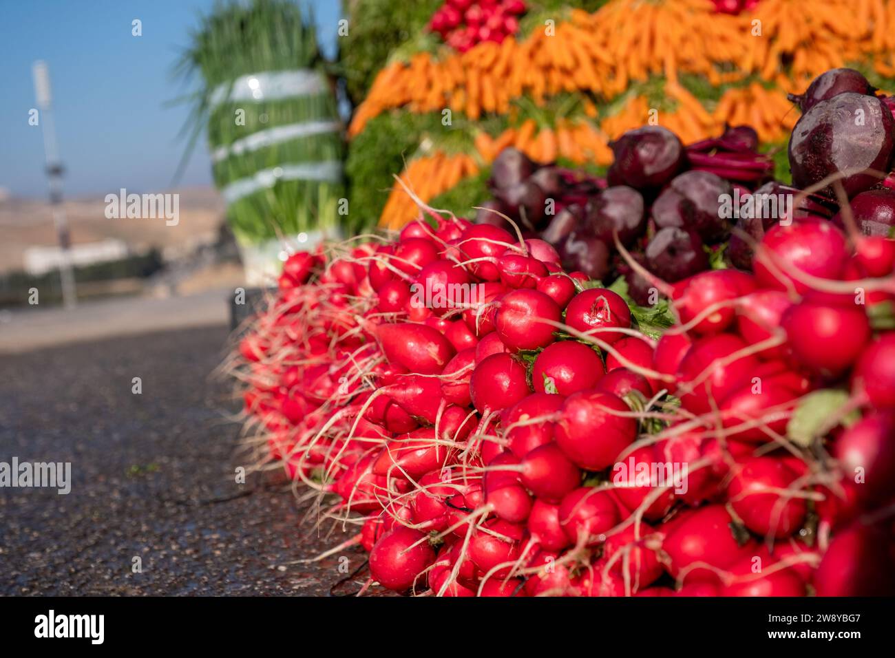 A diverse selection of freshly harvested root vegetables meticulously ...