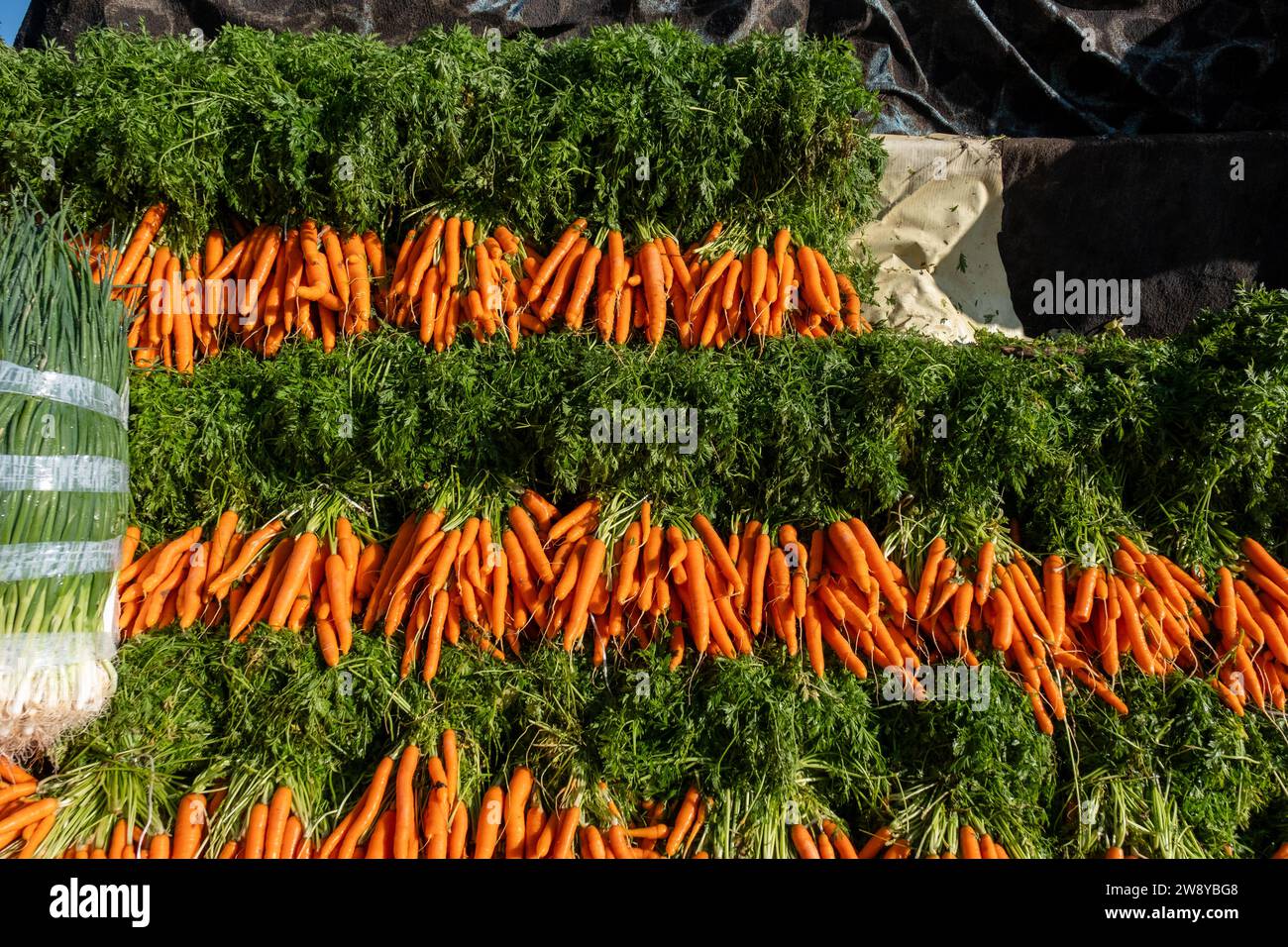 A diverse selection of freshly harvested root vegetables meticulously ...