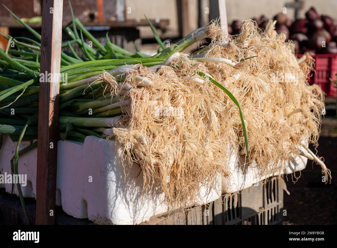 Green onion roots vegetables on street selling banner Stock Photo - Alamy