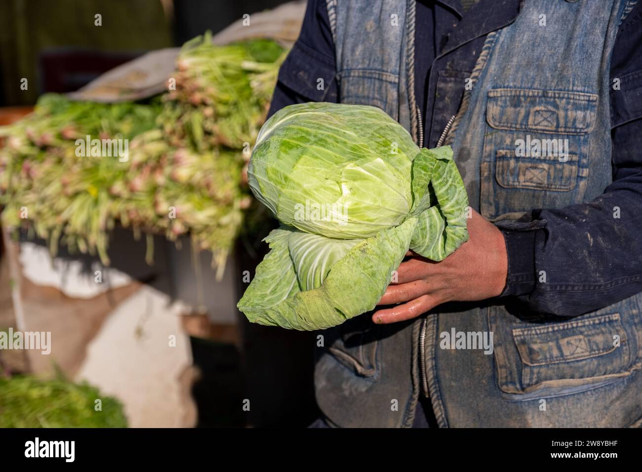 male holding cabbage for sale which harvested from his farm and freshly ...