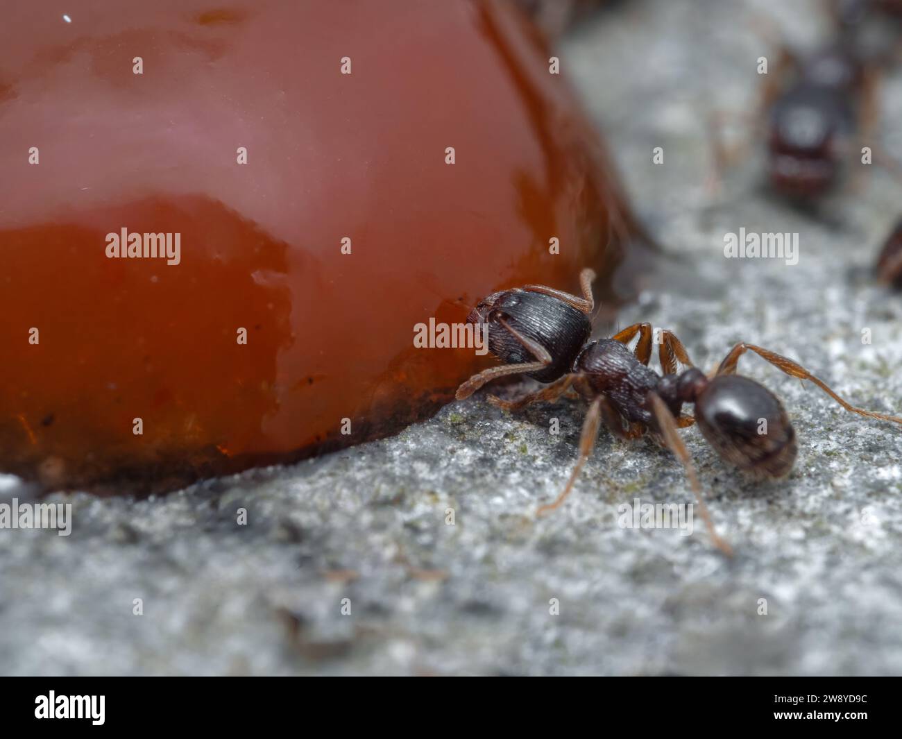 Pavement ant hi-res stock photography and images - Alamy