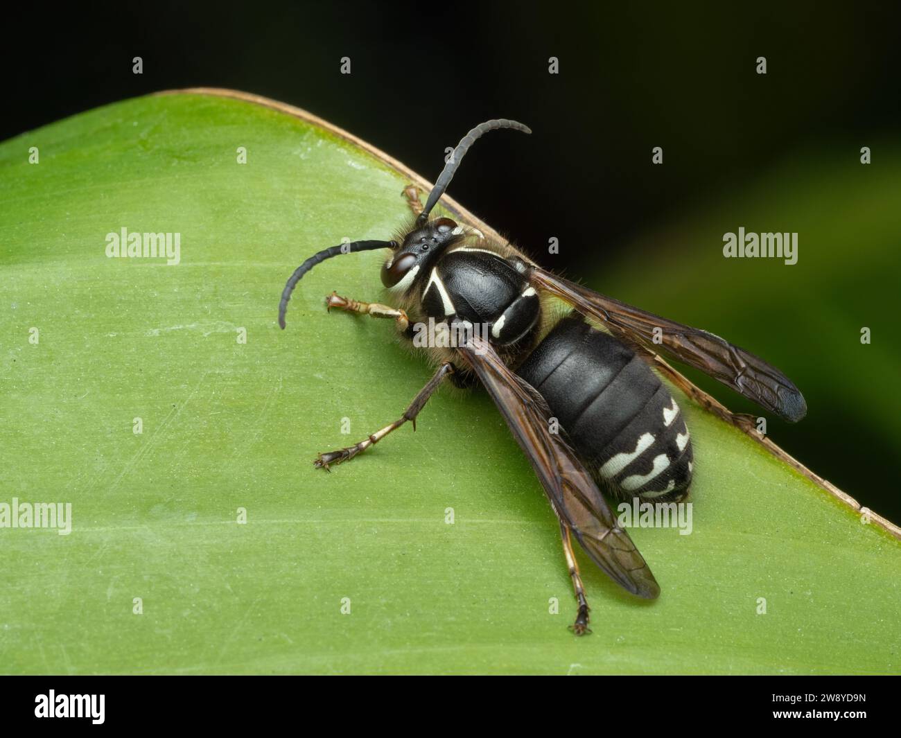 White faced hornet hi-res stock photography and images - Alamy