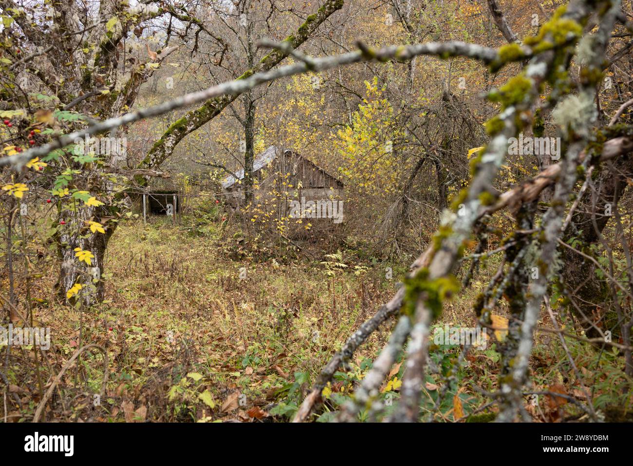 Oni, Georgia. 27th Oct, 2023. An abandoned wooden house in a wooded ...