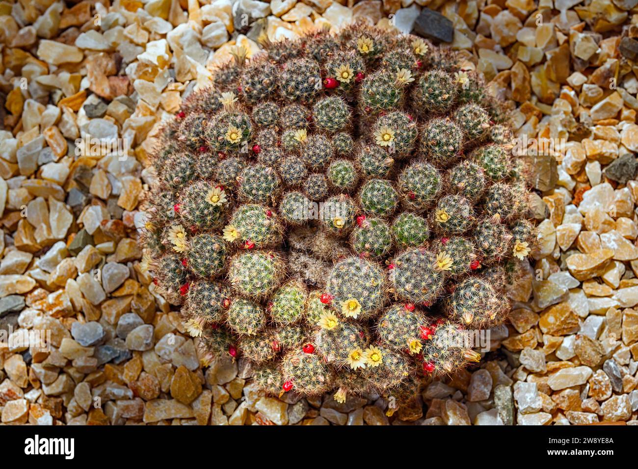 Texas Nipple Cactus Mammillaria Prolifera Cactaceae Ornamental