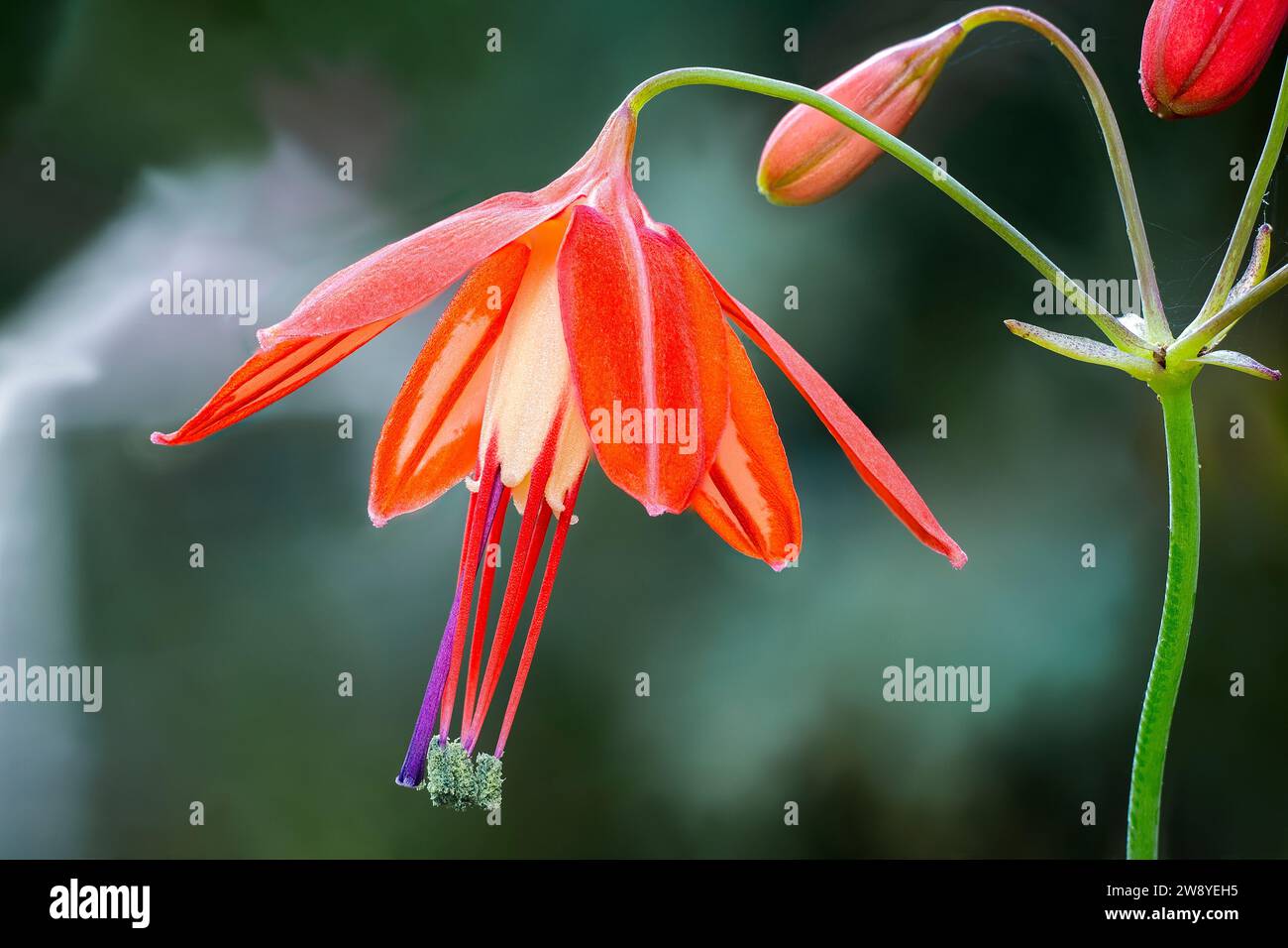 Coral drops (Bessera elegans). red flowers for the garden. Asparagaceae ...