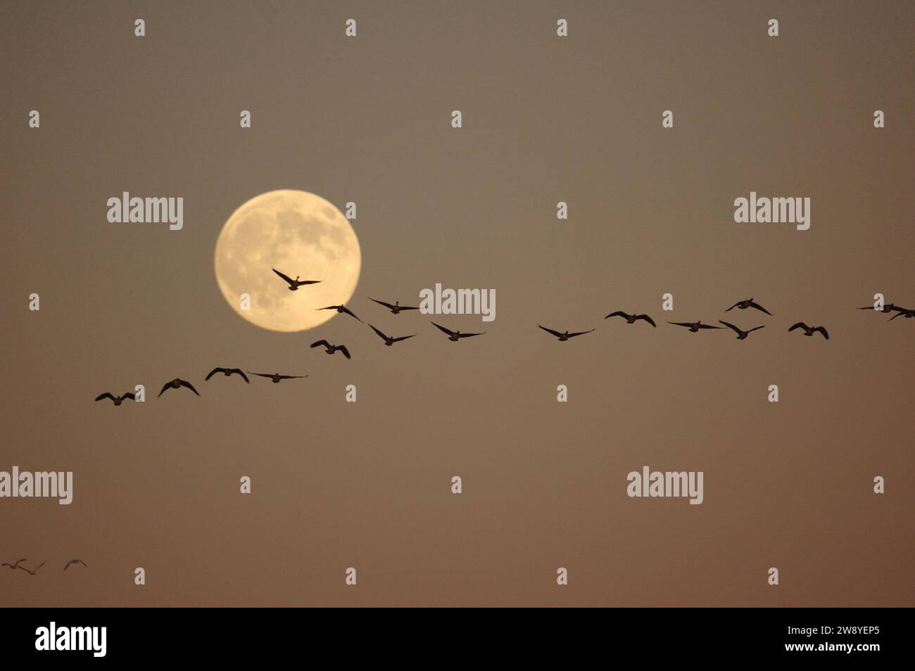 Canada geese silhouette moon flight hi-res stock photography and images ...