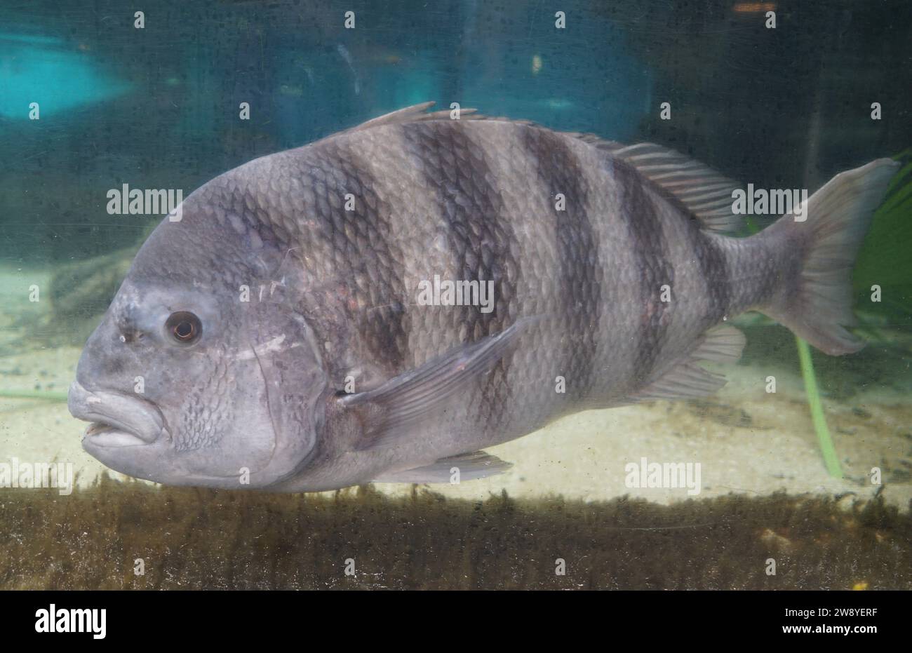 Closeup of a sheepshead swimming inside an aquarium Stock Photo - Alamy