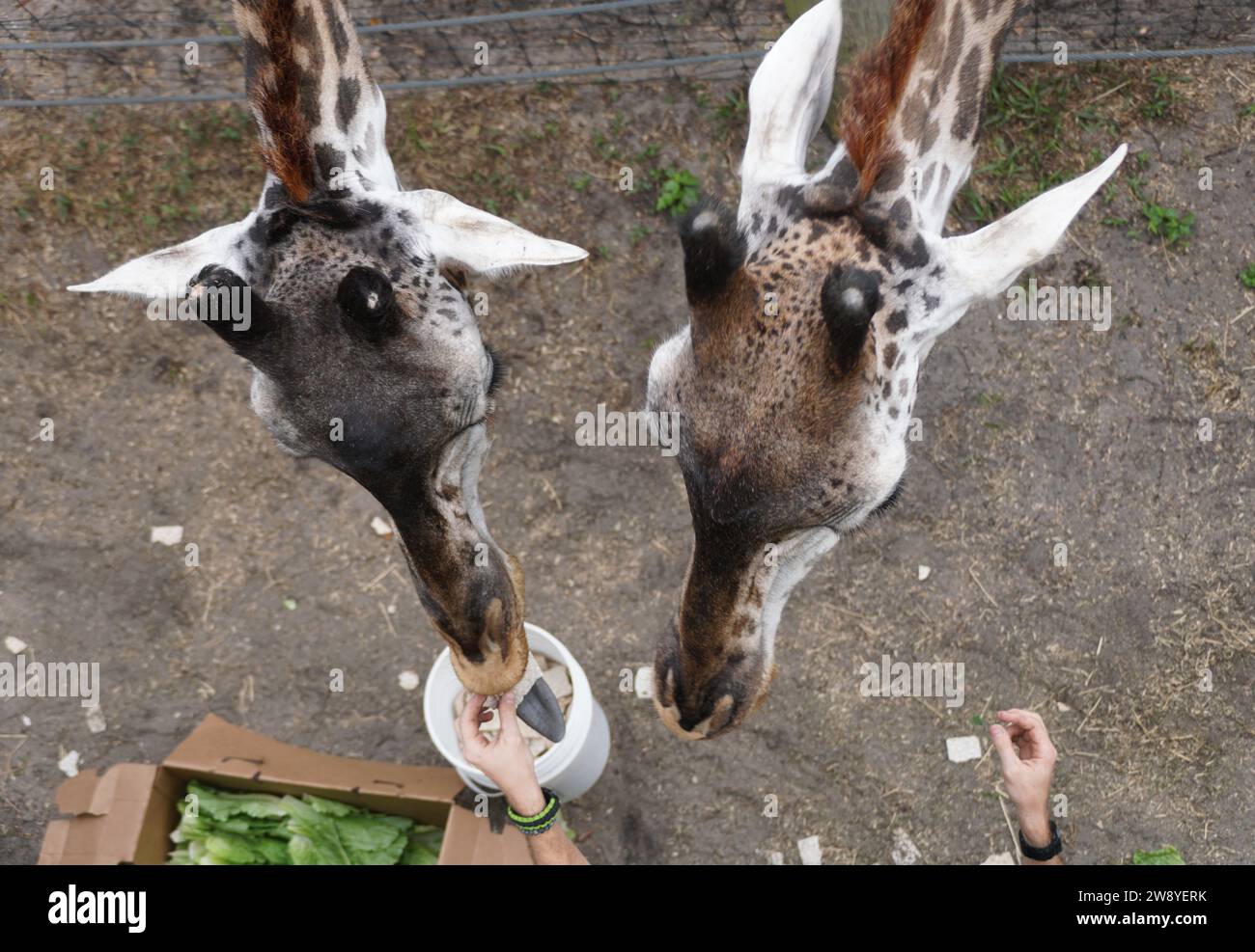 The top view of two adult giraffe eating food Stock Photo - Alamy