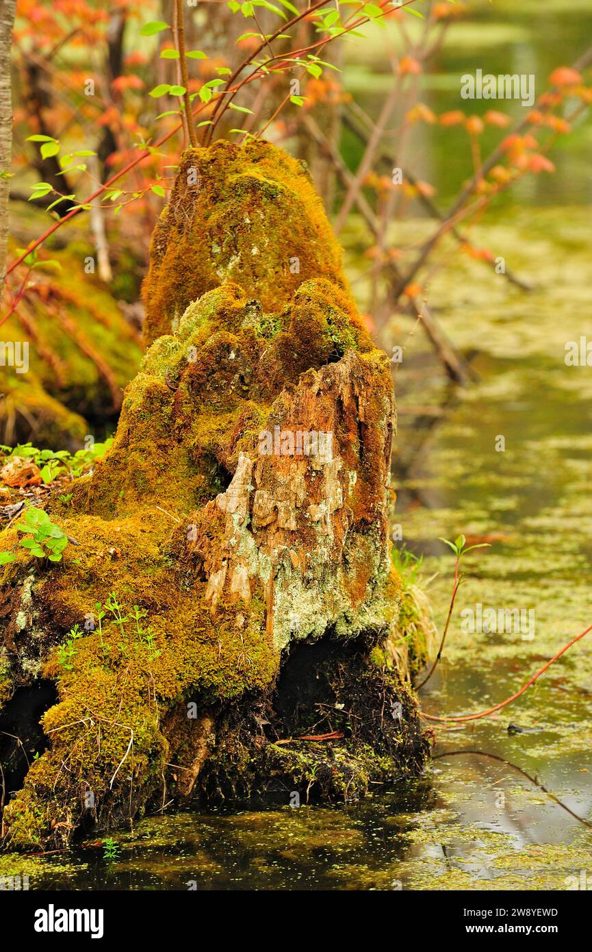 Tree stump in a swamp Stock Photo - Alamy