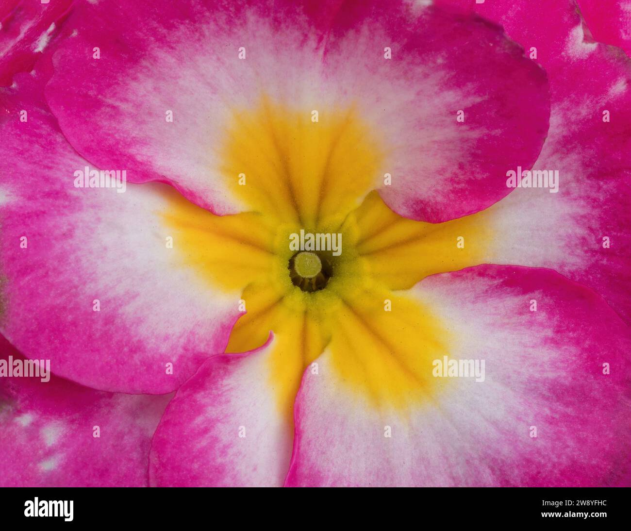 Closeup beautiful white primrose hi-res stock photography and images ...