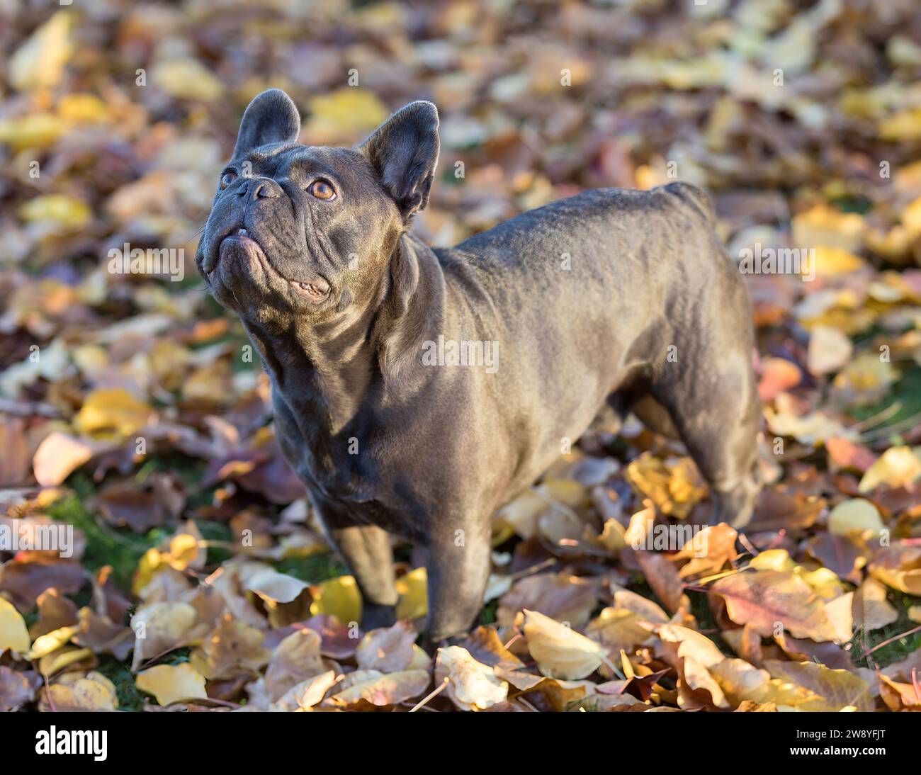 Lilac french bulldog hi-res stock photography and images - Alamy