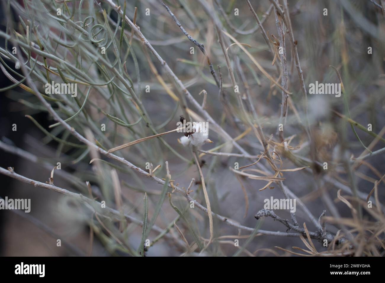 Close-up of gray rabbitbrush in Lava Beds National Park, California ...